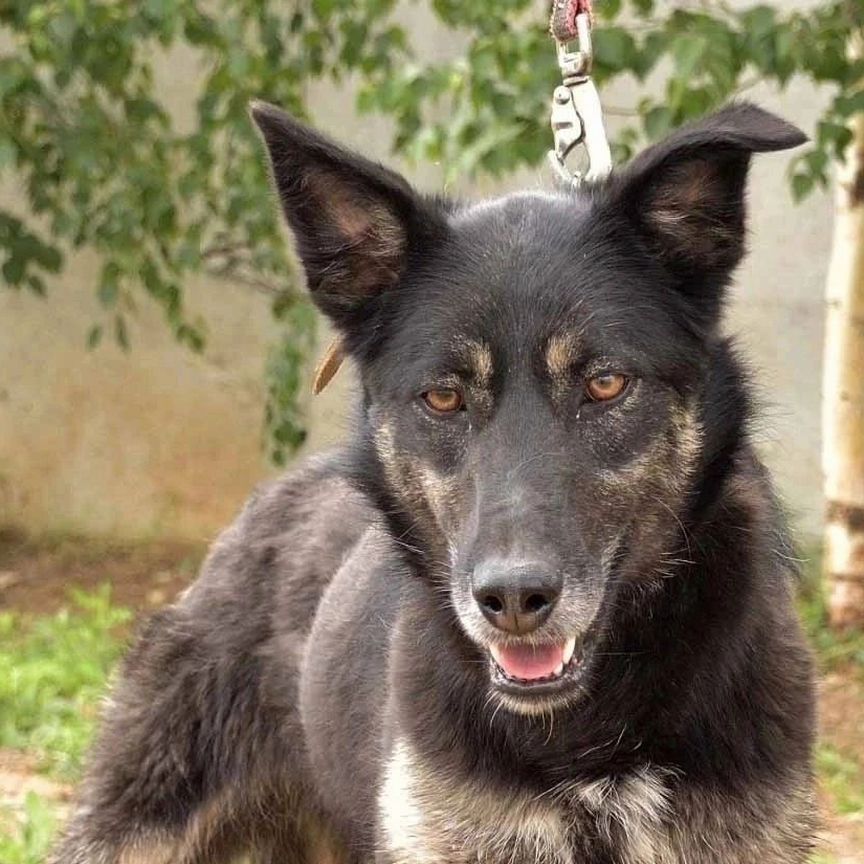 Вега в поиске дома