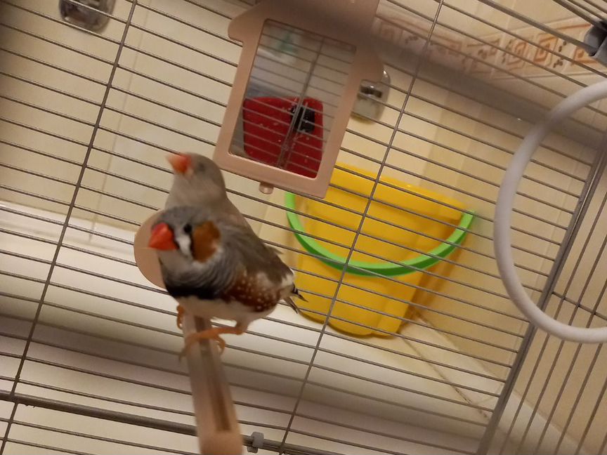 Амадины, птенцы