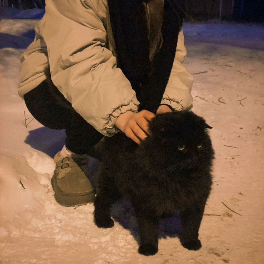 Котик черное облачко