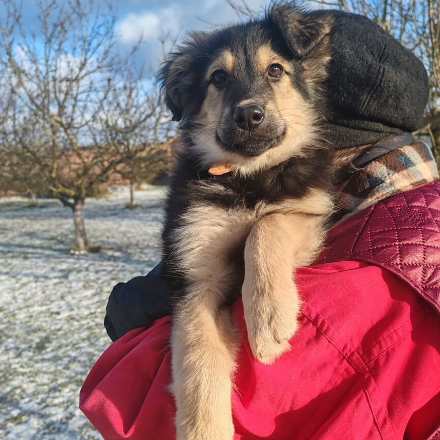 Щенок в добрые руки