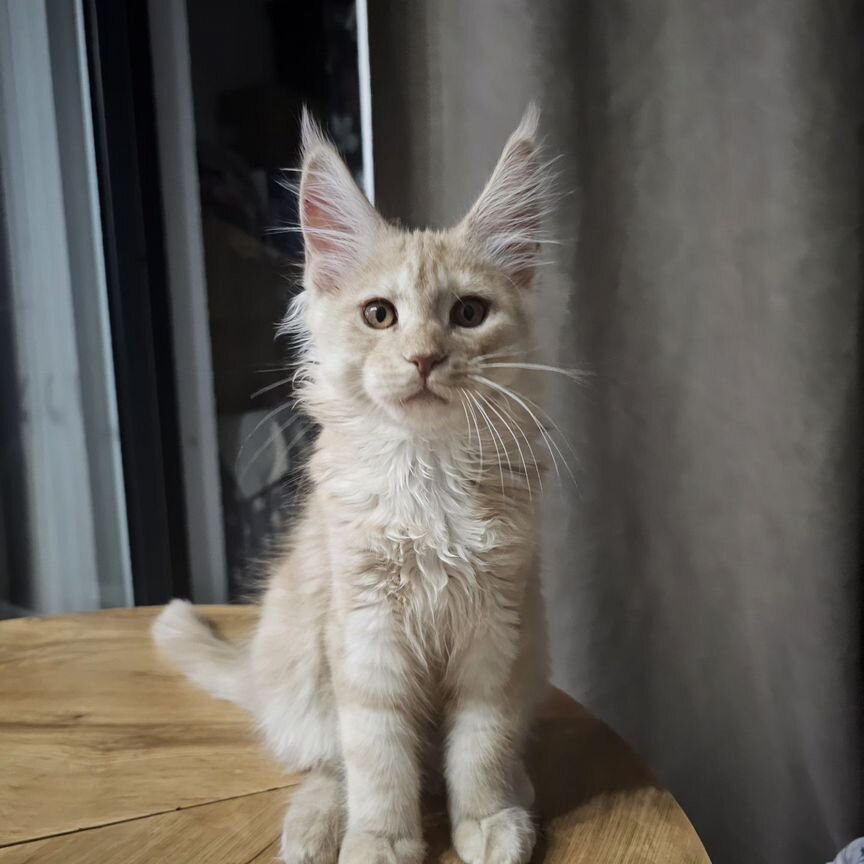 Шикарный малыш