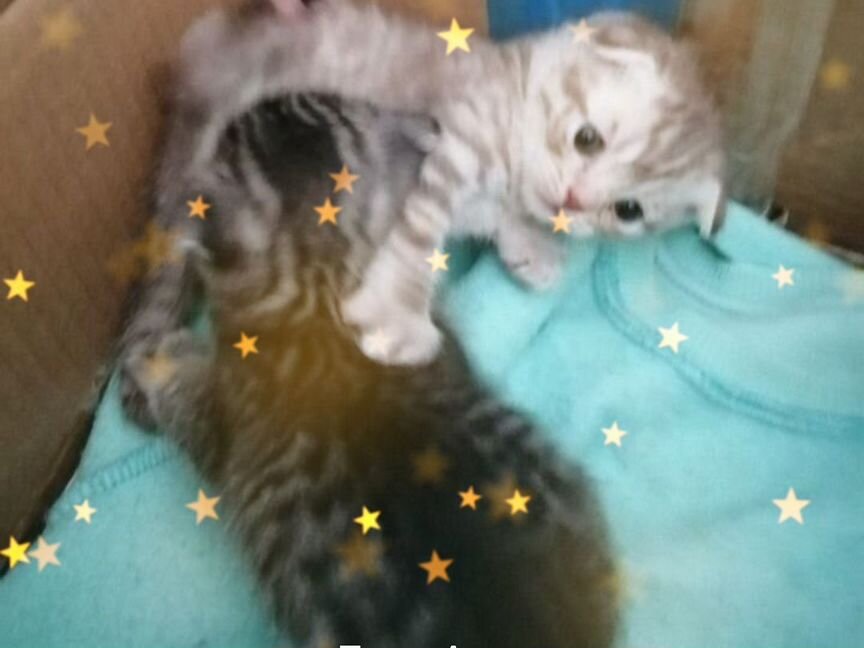 Котята