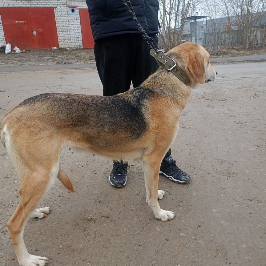 Русская гончая, взрослая собака
