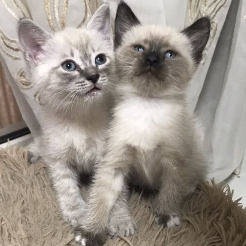 Сиамский котёнок