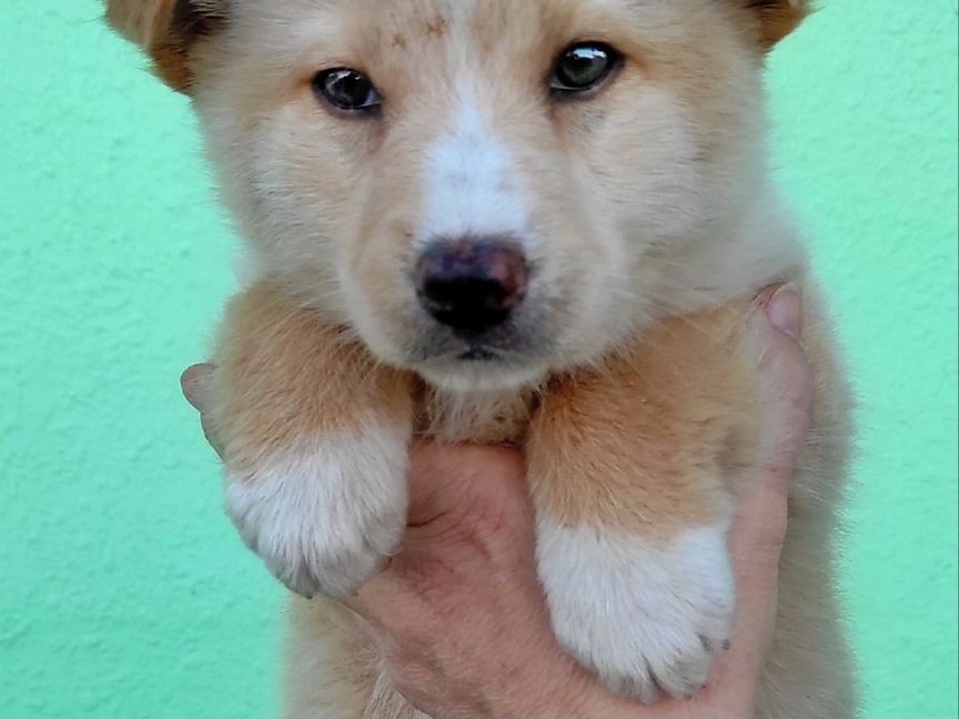 Спасенные щеночки ищут дом