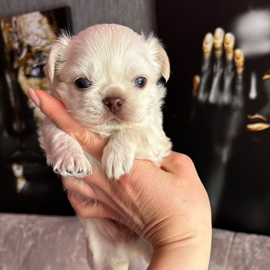 Чихуахуа Пломбирчик