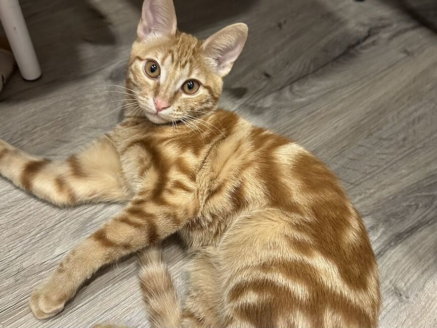 Потерялась кошка