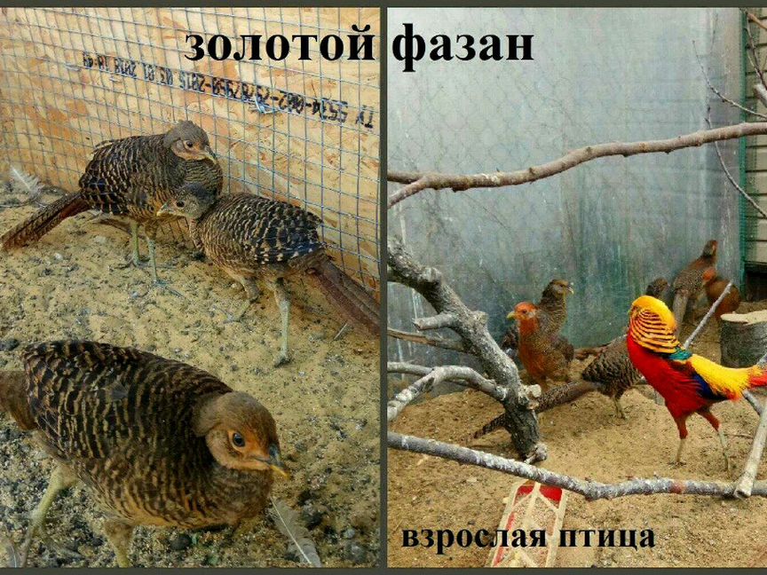 Декоративная птица