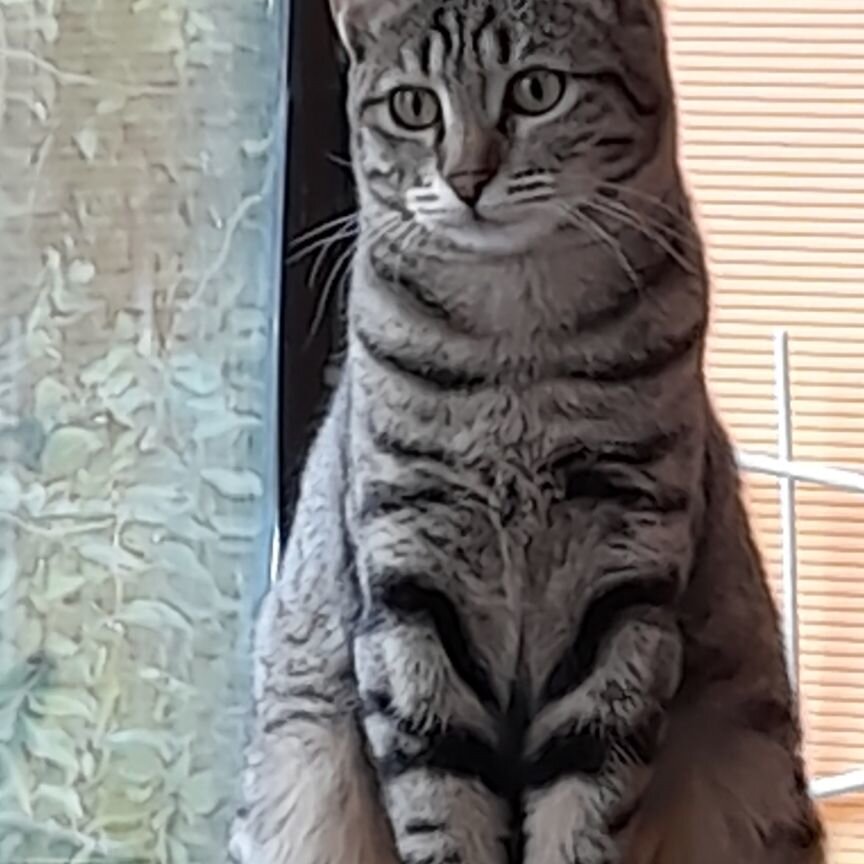 Девочка 4мес Тигровая Привиты