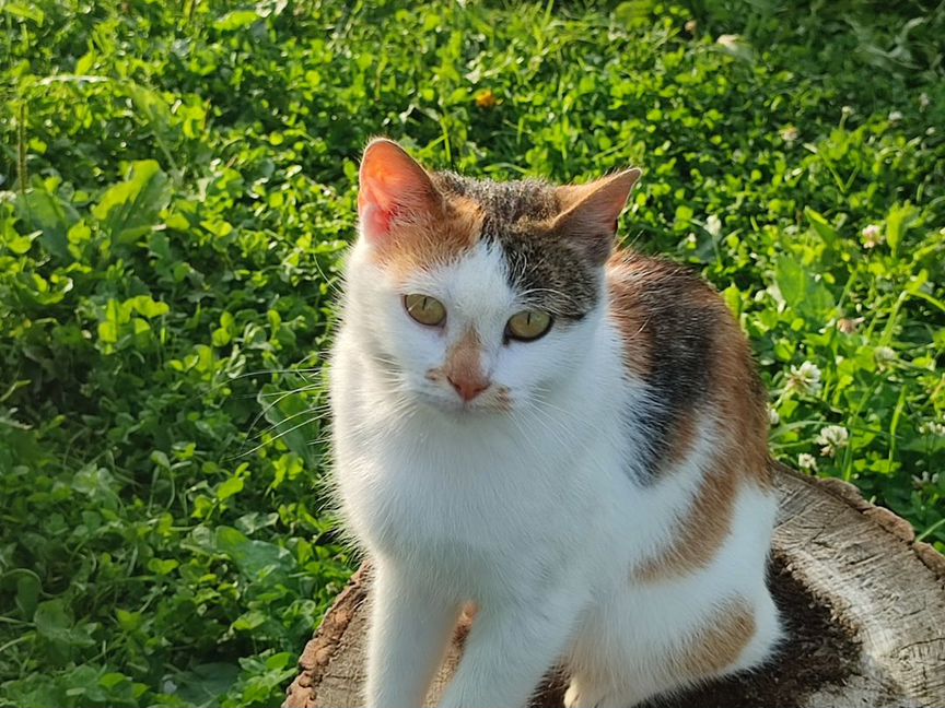 Кошечка в добрые руки