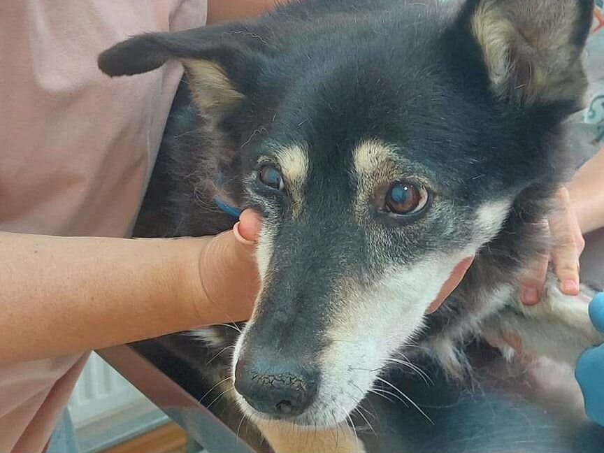 Собака ищет дом