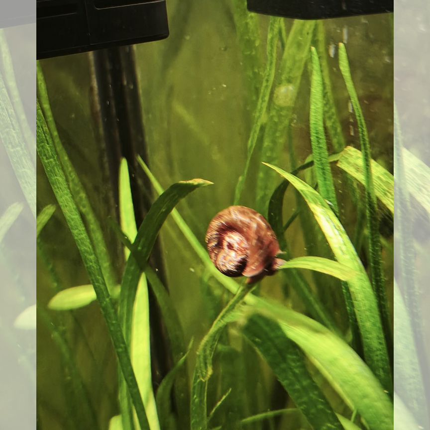 Улитки аквариумные