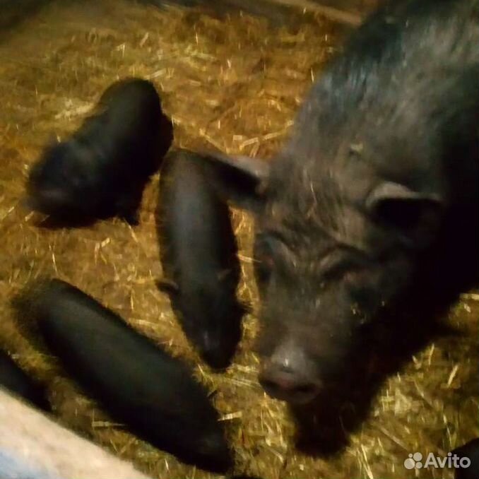 Вьетнамск вислобрюхий поросенок