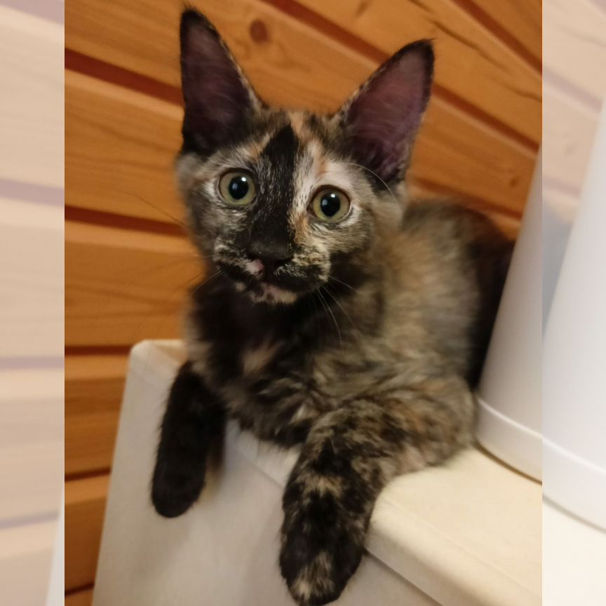 Котенок-девочка ищет дом