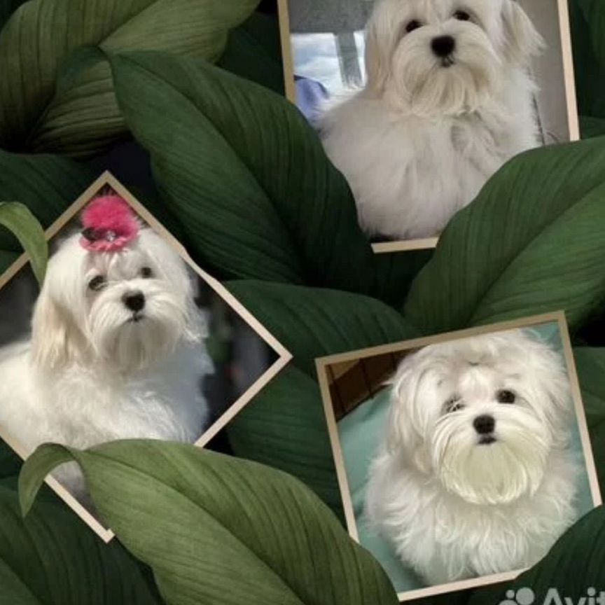 Мальтийская болонка, щенок