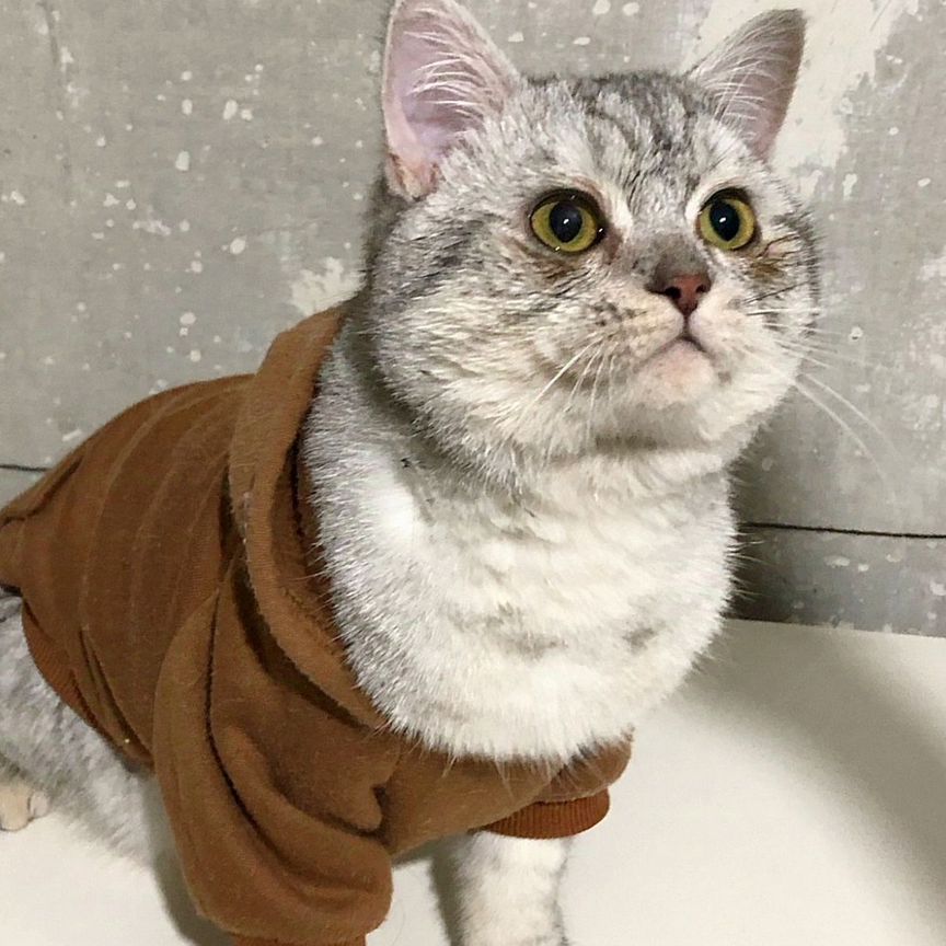 Шотландский котик