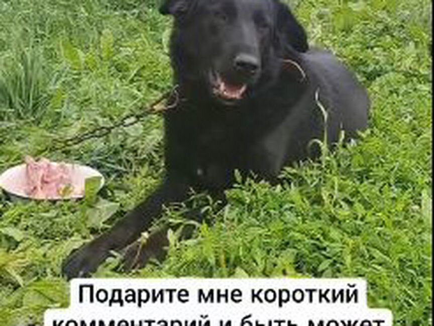 Разговорчивая собачка Найда в хорошую семью