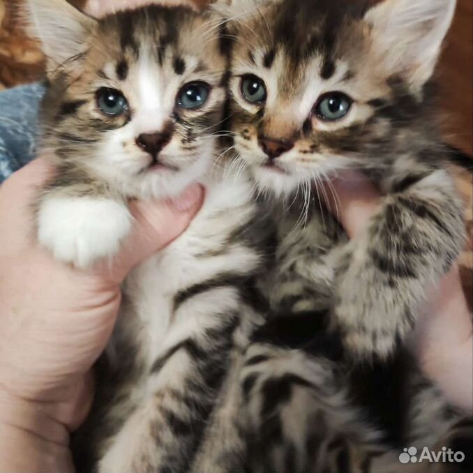 Шустрые и веселые котята