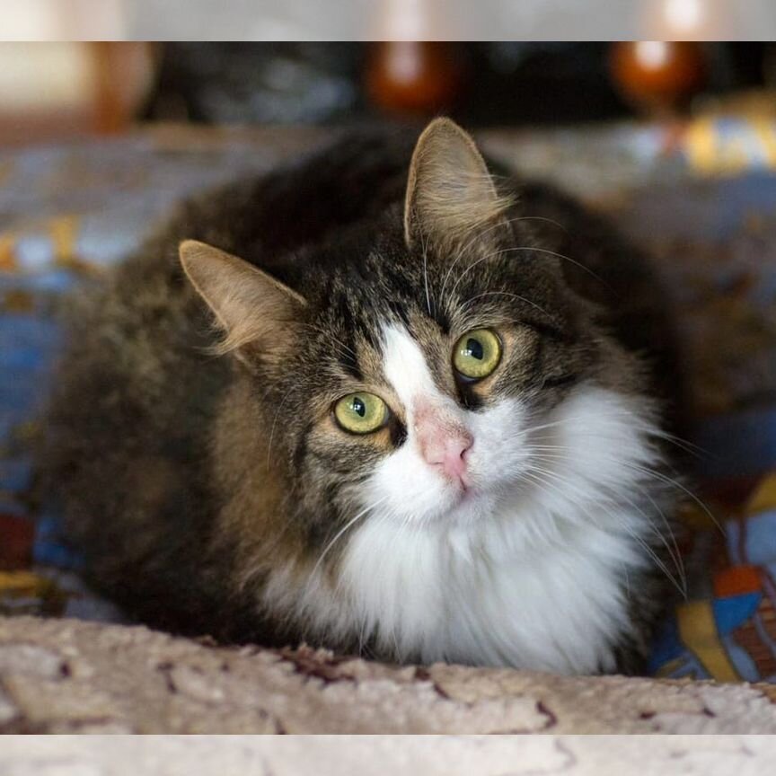 Котик Пушок ждёт хозяина