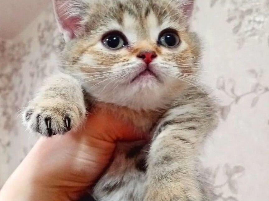Шотландские плюшевые котокарапузики