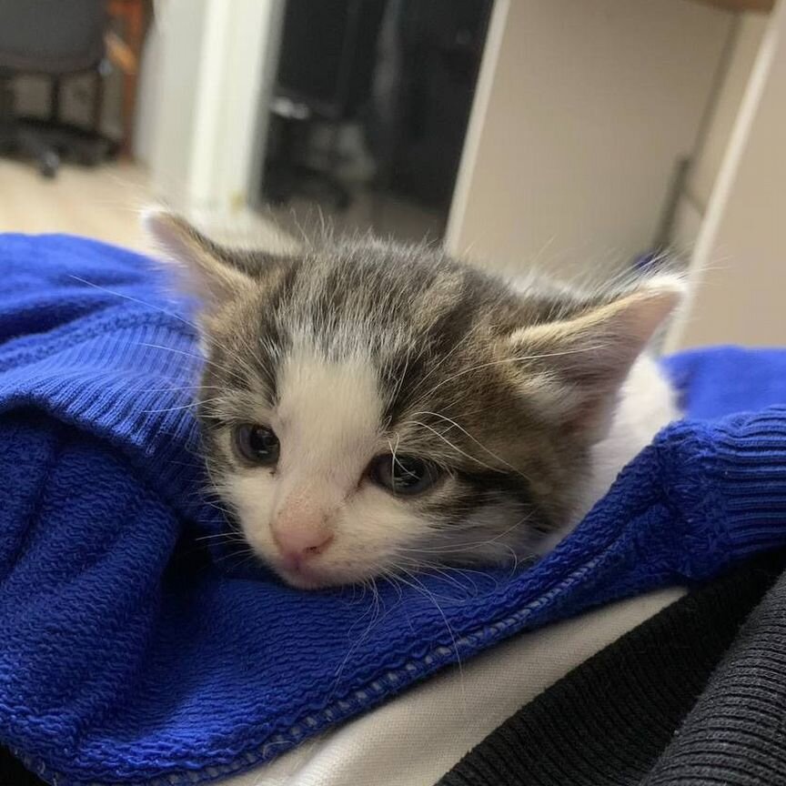 Котёнок(девочка