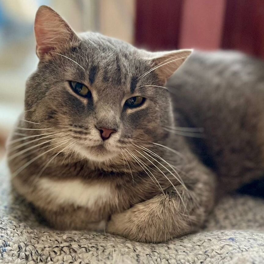 Кот Анатолий