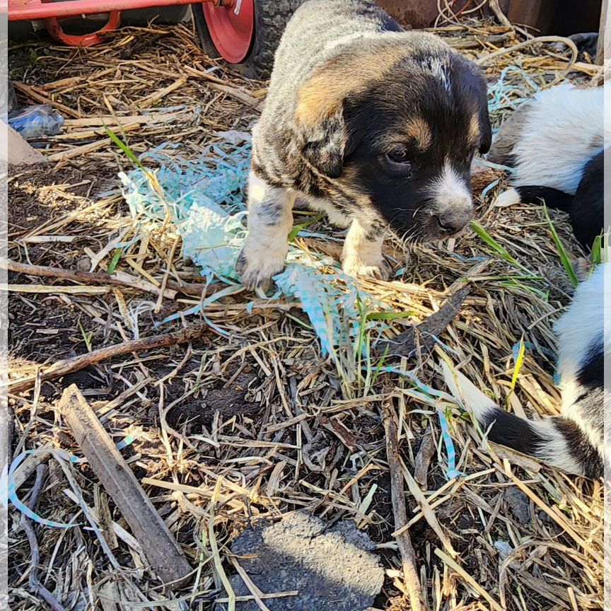 Русский охотничий спаниель, щенок