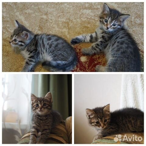 Забавные шпротики в дар