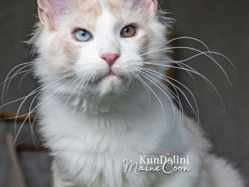 Разноглазый мальчик мейн-кун