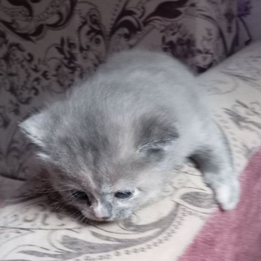 Шотландский вислоухий короткошёрстный котёнок