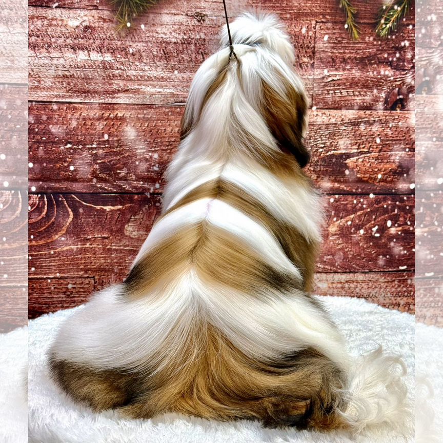 Ши-тцу, щенок