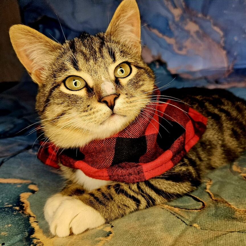 Взрослая, Девочка кошка в добрые руки