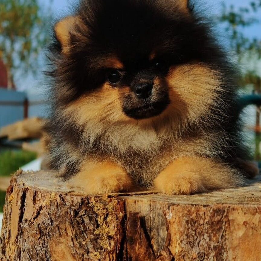 Померанский шпиц мини девочка