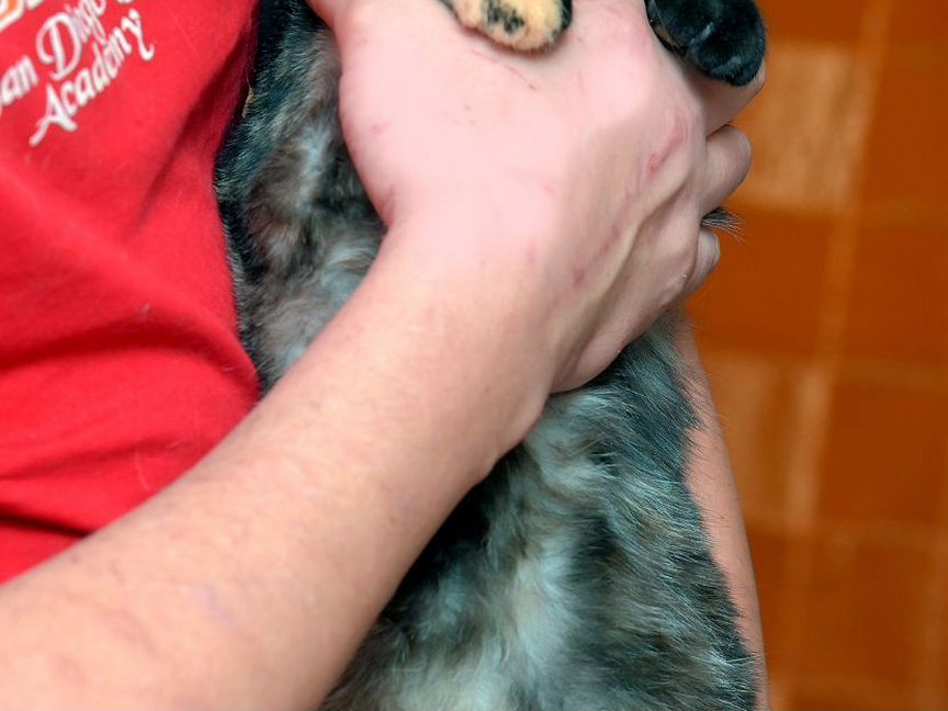 Котенок подросток Прага 7 мес