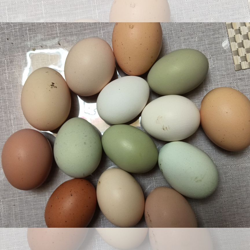 Инкубационное яйцо кур несушек