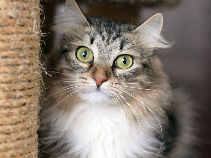 Кошка
