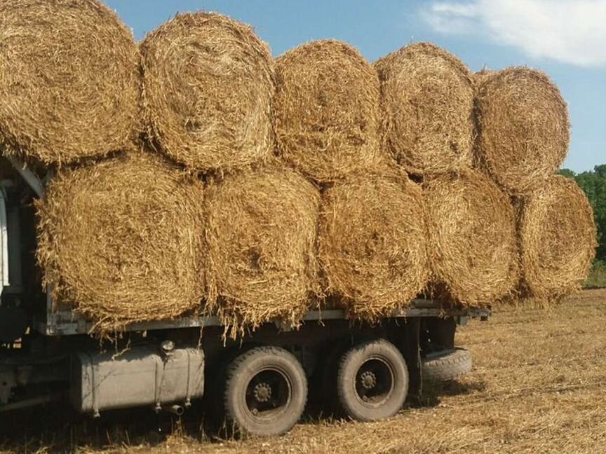 Продам сено