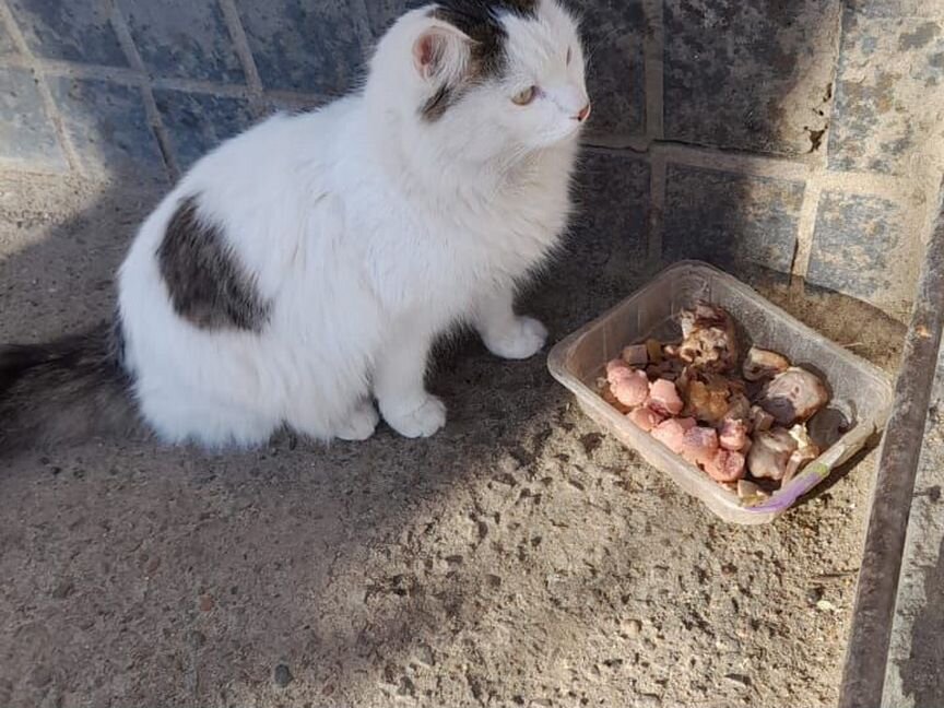 Выбросили домашнюю кошечку, пушистую