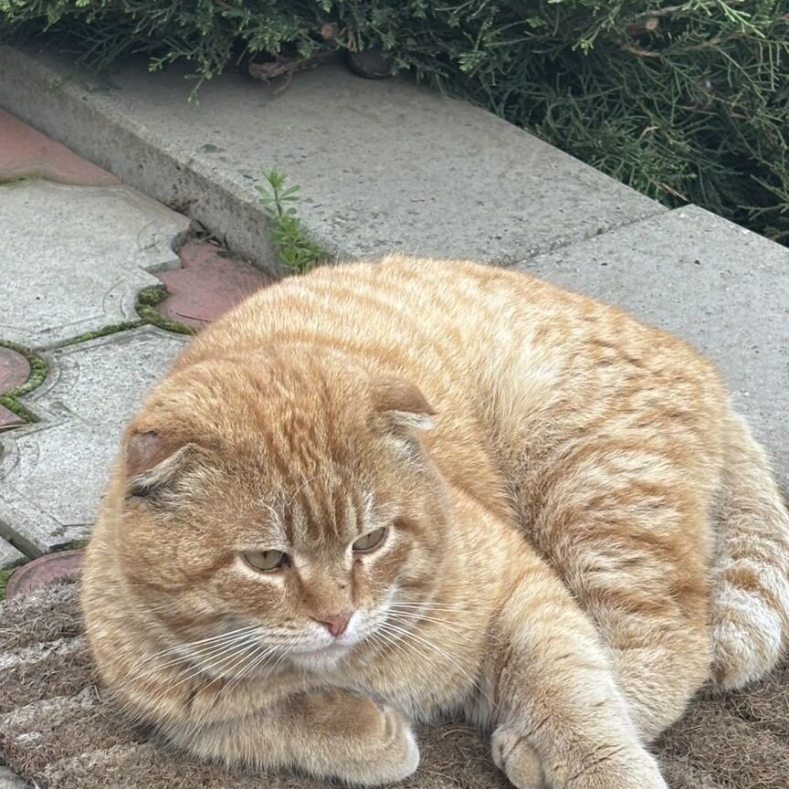 Ищу хозяев, приблудился котик