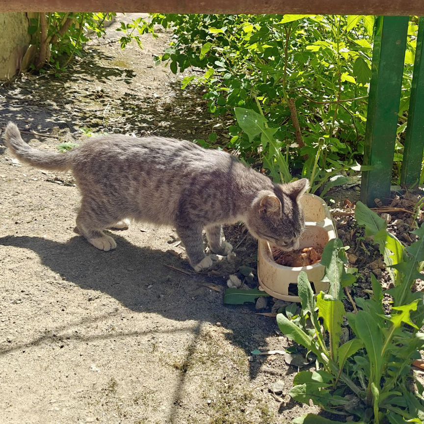 Котёнок в добрые руки