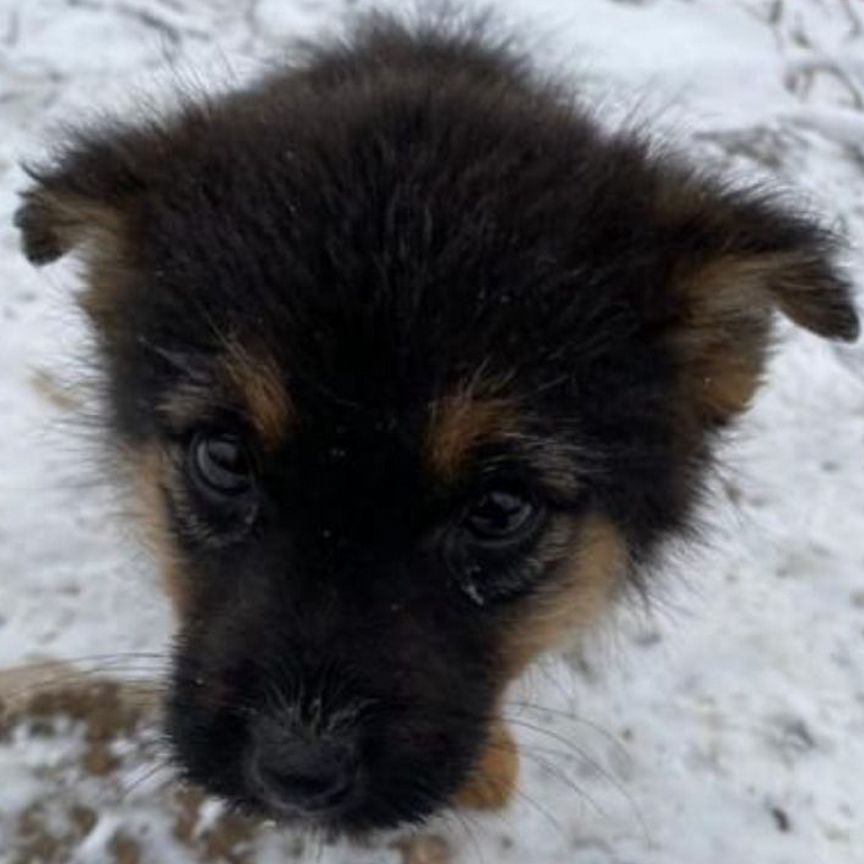 Малютки погибают на холоде, щенки,спрятаться негде