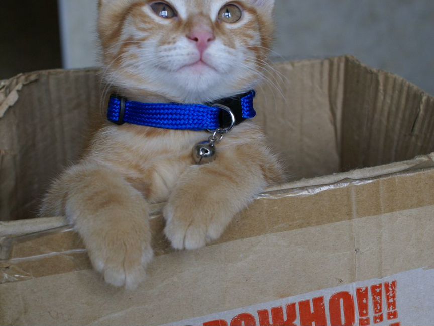 Котёнок персикового цвета