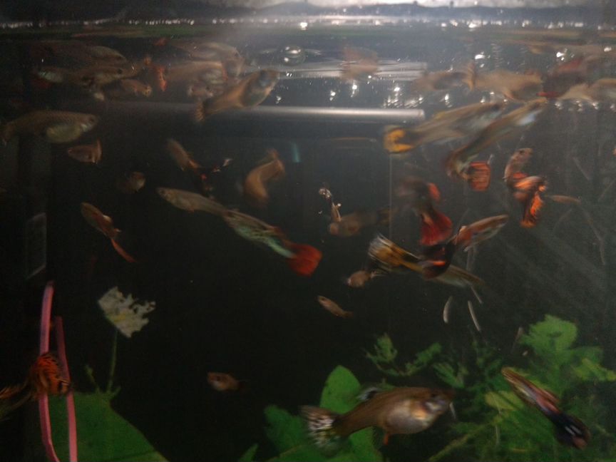 Аквариумные рыбки гуппи