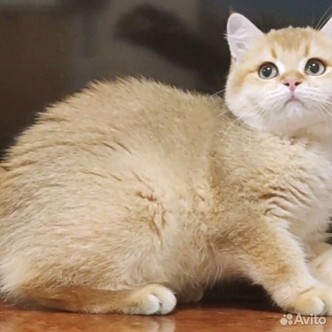 Самый красивый мальчик - котик британской породы