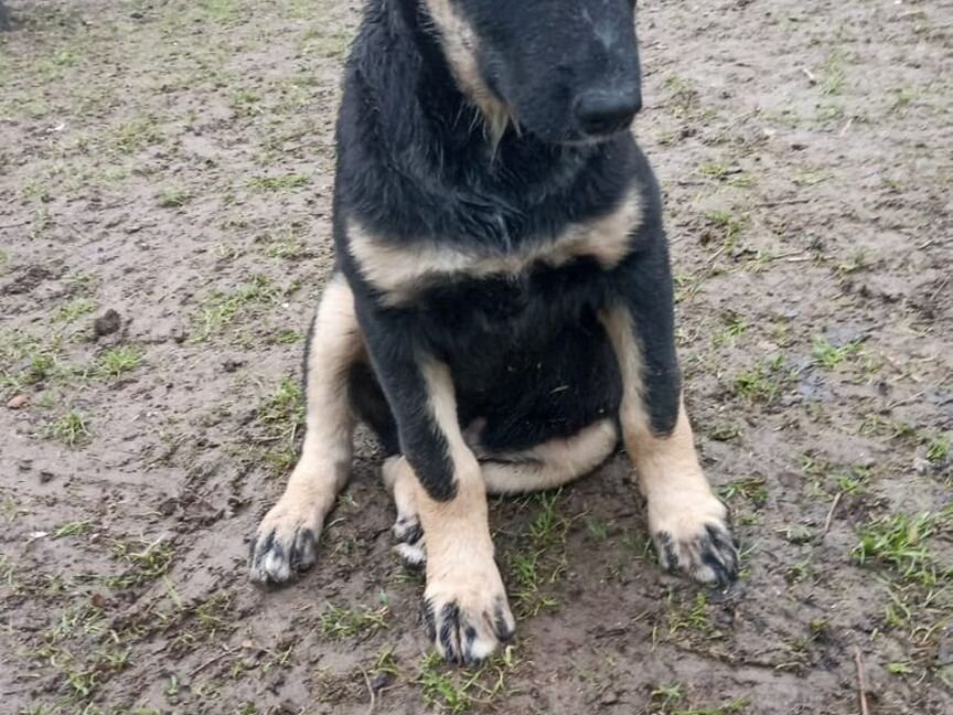 Щенок в добрые руки бесплатно