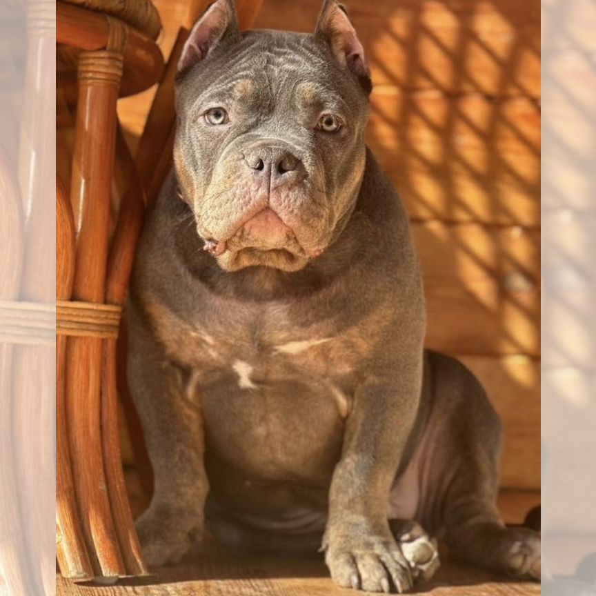 Американский булли, щенок