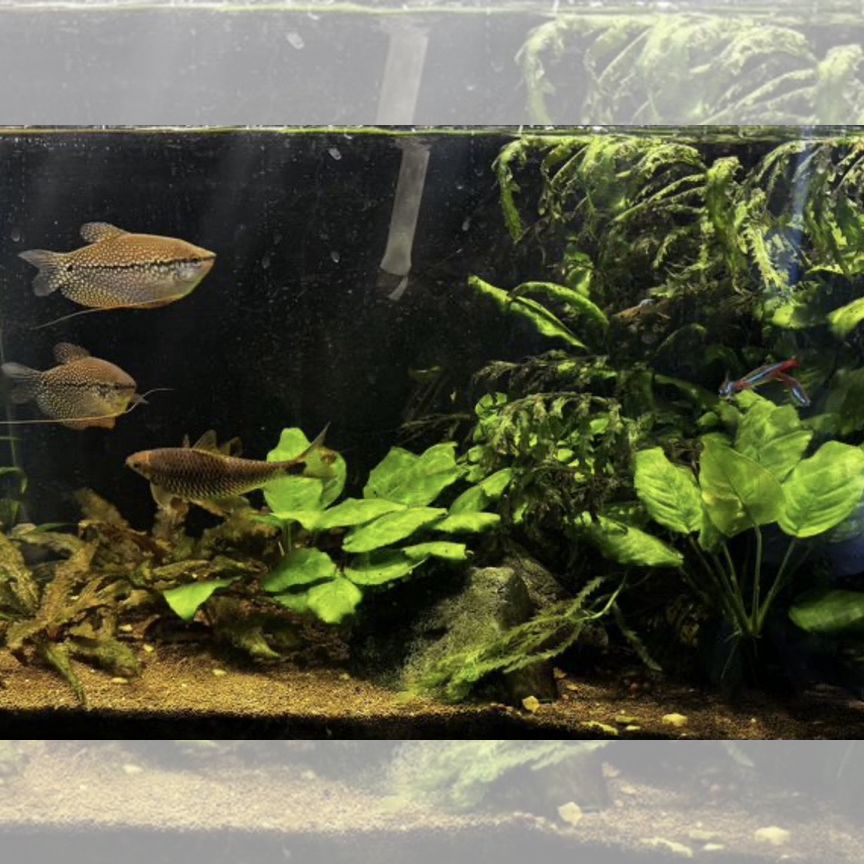 Аквариум 120 литров с тумбой и рыбками