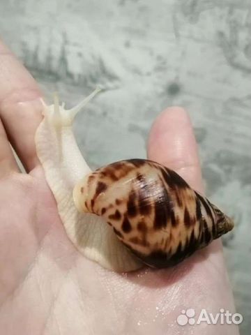 Улитки ахатины альбиносы