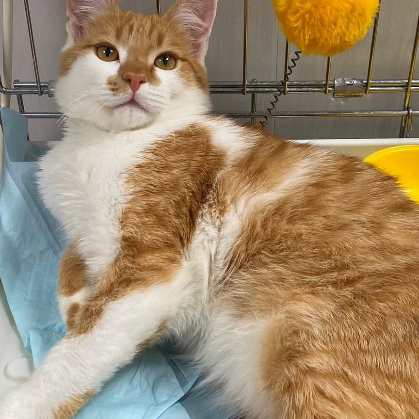 Котенок в добрые ручки