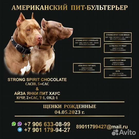 Американский питбультерьер